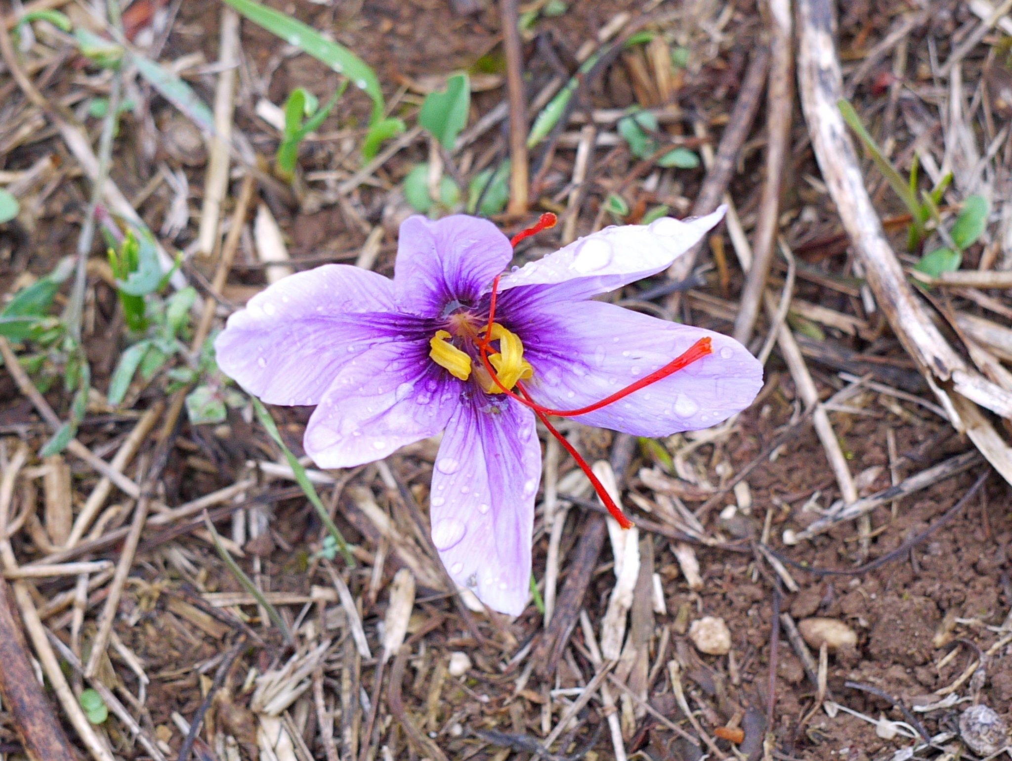 Saffron harvest at Cooperativa Altopiano di Navelli - Casa Mia Tours