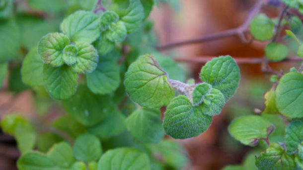 The Herb Garden: Mentuccia - Casa Mia Tours