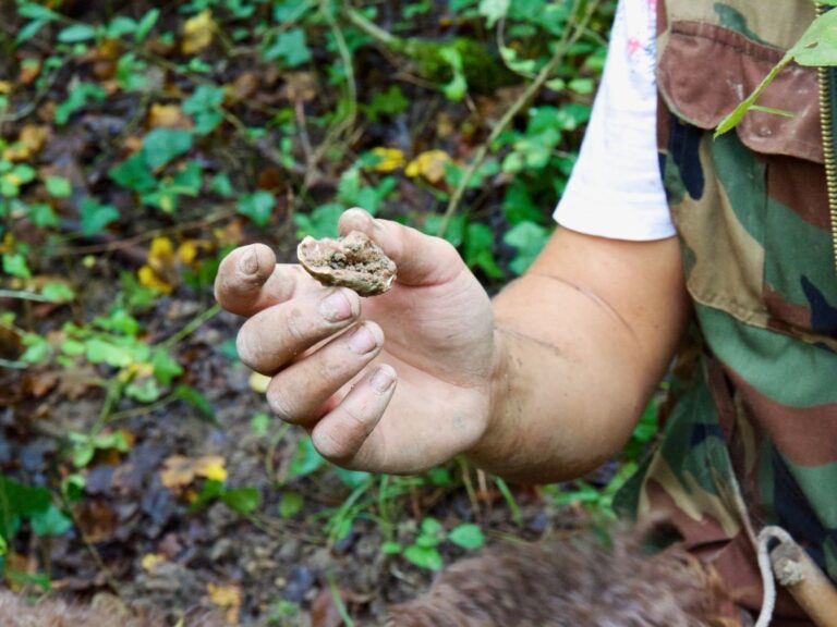 Casa Mia Tours | Blog | Our Guide to Truffle Hunting in Piemonte