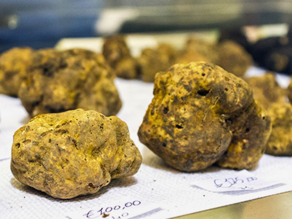 Casa Mia Tours | Blog | Appreciating Italian Truffles